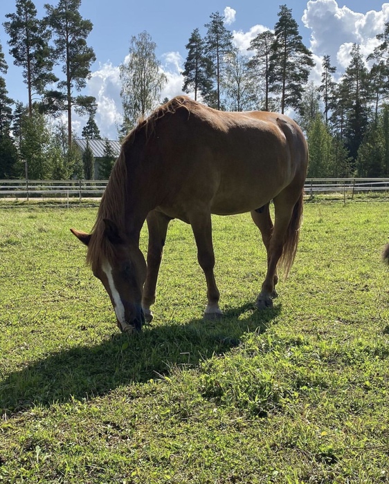 Hevosten esittely :: Maastotalli Hoopon poppoo